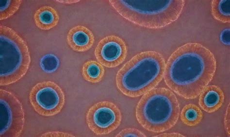 Teoría Celular Postulados Origen Y Evolución Conceptos Clave