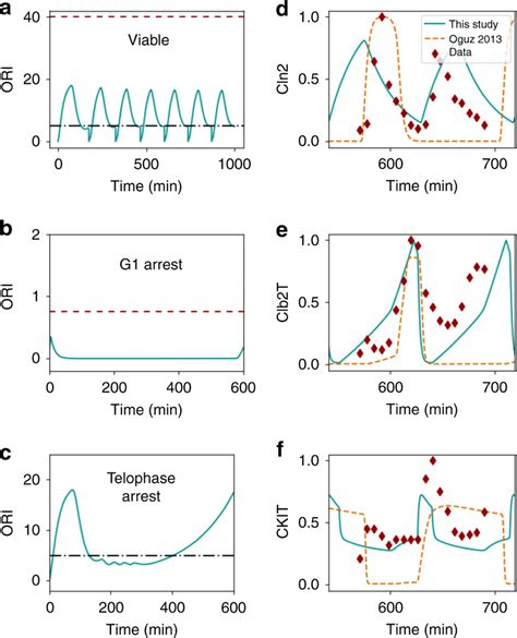 The Yeast Cell Cycle Model Is Fit To Both Qualitative And Quantitative Download Scientific