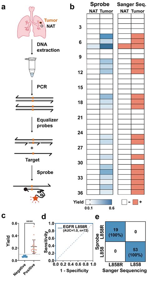 熵补偿拓宽dna杂交探针检测单碱基突变的温度 X Mol资讯