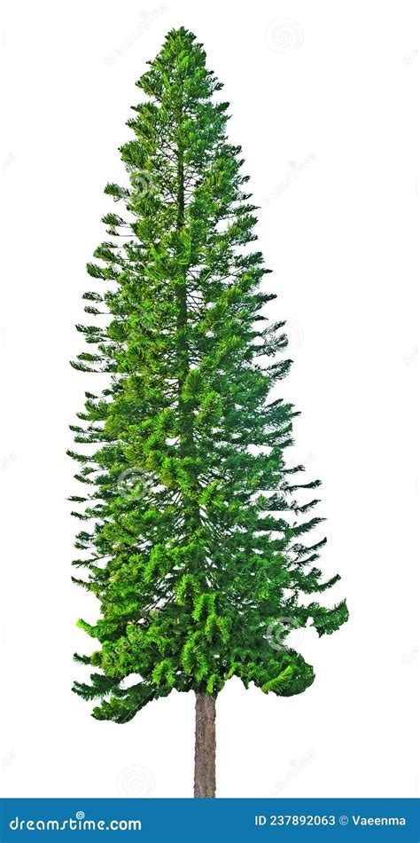 Araucaria Aislada En Blanco Imagen De Archivo Imagen De Cubo Hoja
