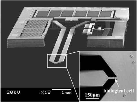 Mems Based Microgripper With Integrated Two Axis Force Sensor Inset Download Scientific