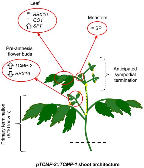 Hypothetical Model Of Tcmp‐2 And Slbbx16 Action In Ptcmp‐2tcmp‐1