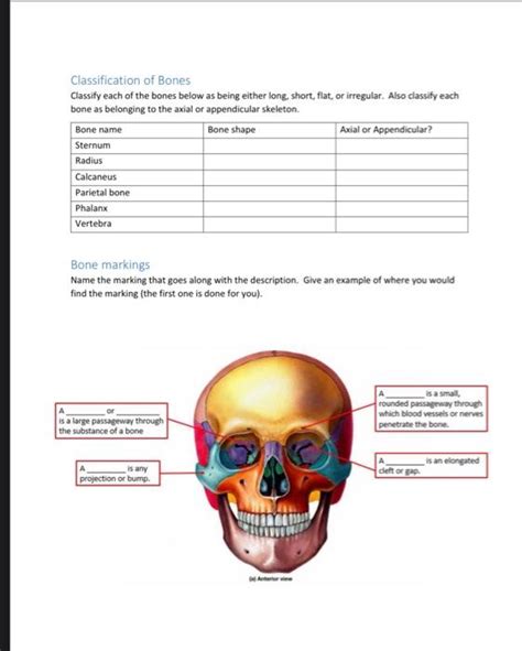 Solved Classification Of Bones Classify Each Of The Bones