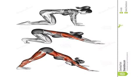 Push Up Position Exercises PPTX
