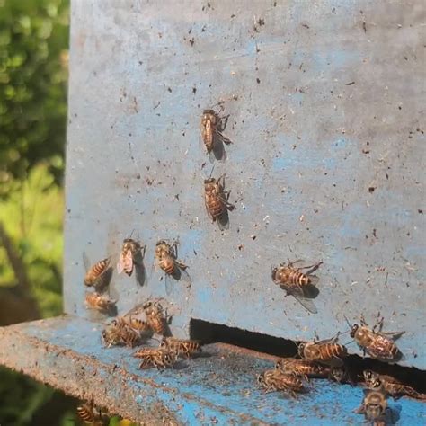 madhumakshika h on linkedin a few bee hives eagerly basking in the morning sun other bee hives…