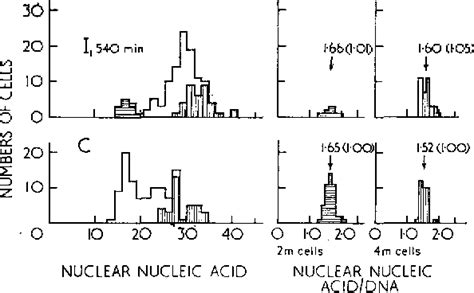 Figure 5 From The Synthesis Of Dna Rna And Nuclear Protein In Normal And Tumor Strain Cells