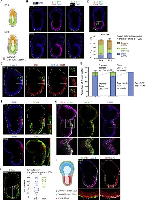 Mouse Embryo Model Derived Exclusively From Embryonic Stem Cells