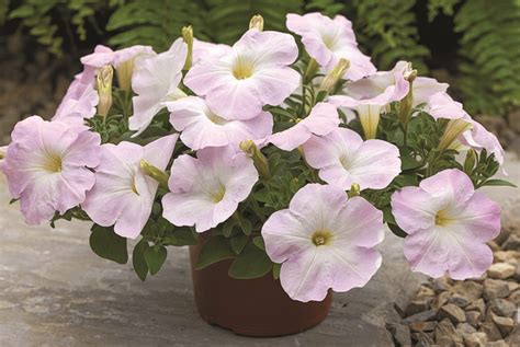 Петуния - водопад яркости | Yablor.ru