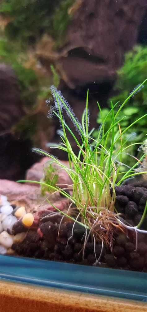 Please Help Me Identify These Eggs Algae In My Newly Planted Tank R Aquariums