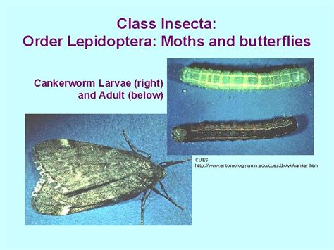 Introduction To Phylum Arthropoda Phylum Arthropoda Segmented Body