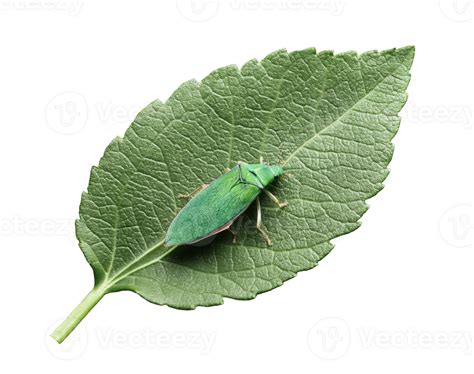 Green Insect Resting On A Leaf In Natural Environment 65764807 Png