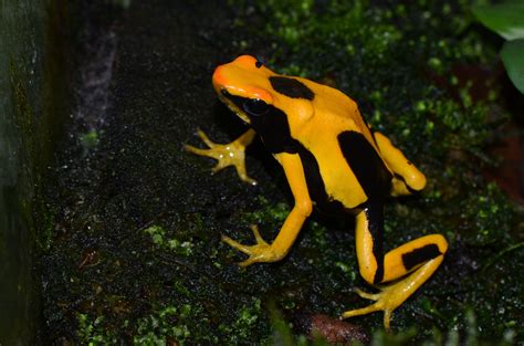 Dendrobates Tinctorius Matecho Understory Enterprises