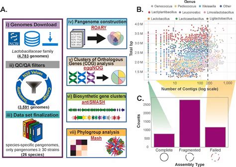 A Comprehensive Look At Lactic Acid Bacteria Pangenome Analysis