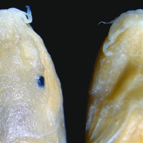 Bayesian Inference Tree Based On Cyt B Gene Sequences Of Homatula Spp Download Scientific