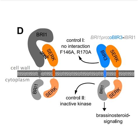 A Protein Engineering Approach For Elucidating Receptor Protein Signaling Function Plant Cell