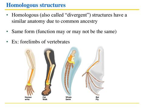 Ppt Evolution Powerpoint Presentation Free Download Id 209883
