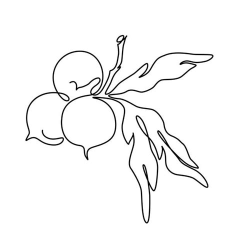 220 Macadamia Tree Drawing Stock Illustrations Royalty Free Vector