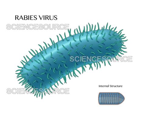 Photograph Rabies Virus Illustration Science Source Images