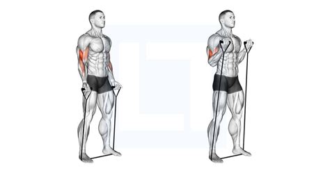 band biceps curl guide benefits and form