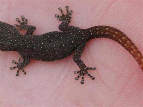 Cederberg Pygmy Gecko The Centre For Curating The Archive