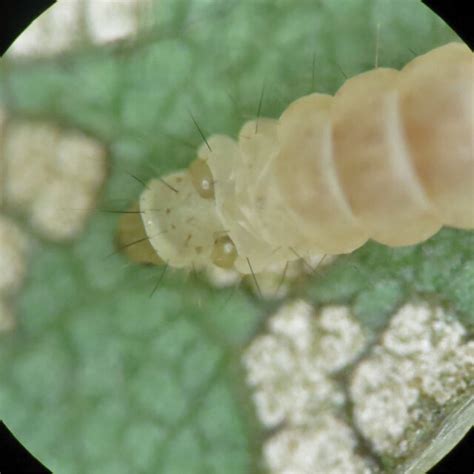 Two Eggs Both On The Usual Intersegmental Membrane Download Scientific Diagram
