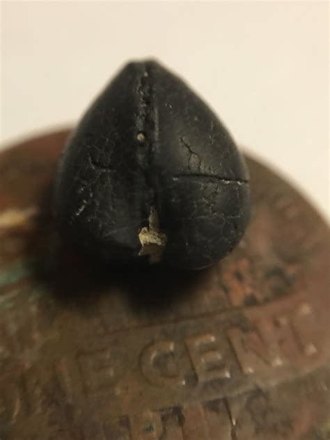 Tiny Bivalve Member Collections The Fossil Forum