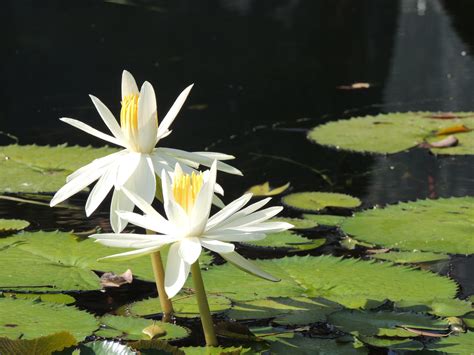 無料画像 フラワーズ fragrant white water lily 水生植物 白 神聖な蓮 蓮の家族 工場 花弁