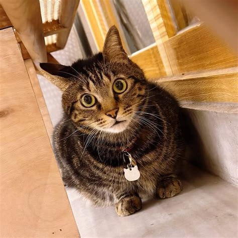 刺青店的貓布瓜 Baoinkbugua • Threads Say More