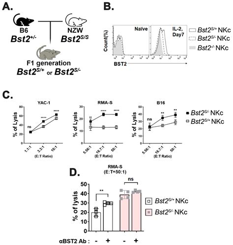 Bst2 A Novel Inhibitory Receptor Is Involved In Nk Cell Cytotoxicity