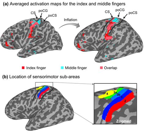 Somatotopic Mapping For Right Index And Middle Fingers A Illustrated Download Scientific