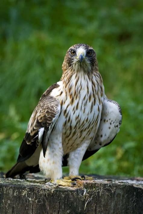 20 Different Types Of Eagles With Facts And Photos