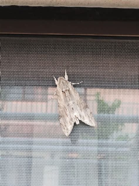 Disable Specific Mob Spawns R Minecraft