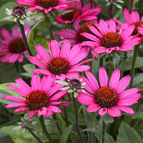 Echinacea Sunseekers Purpleicious Coneflower Gardeners Dream