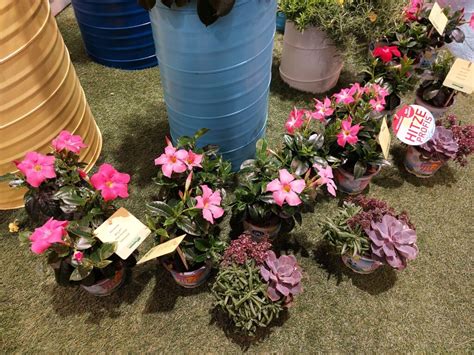 Mandevilla Bella Combinations Sven Magnussen