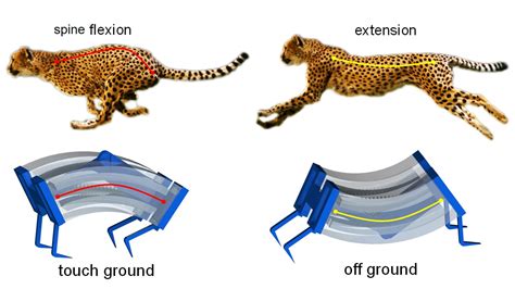 Elastomeric Soft Robots Running On Pneumatic Actuators