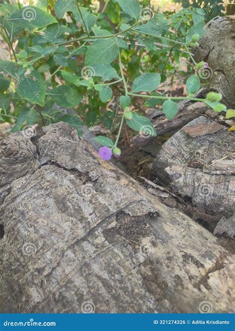 Tree Trunks Eaten By Insects Stock Photo Image Of Invertebrate Tree