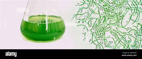 Algal Research Energy And Healthcare Treatment Biotechnology Photobioreactor In Medical