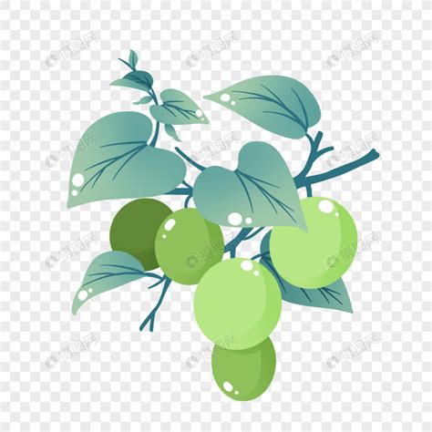 망고 스틴 Png 일러스트 무료 다운로드 Lovepik