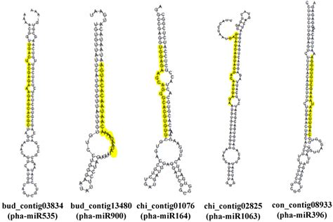 Secondary Structure Simulation Of Predicted Mirna Precursors Pha