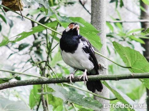 鴟鴝䴉唸對了嗎動物園說文解字 終於不用再有邊讀邊 ETtoday寵物雲 ETtoday新聞雲