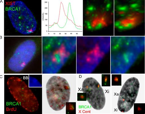 Figure 1 From Brca1 Foci In Normal S Phase Nuclei Are Linked To
