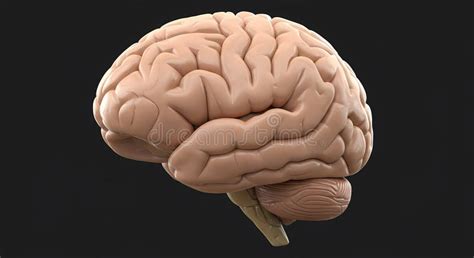 Human Brain Anatomical Illustration Depicting Cerebral Structure And