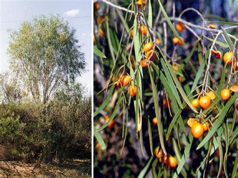 Week Trees Flashcards Quizlet