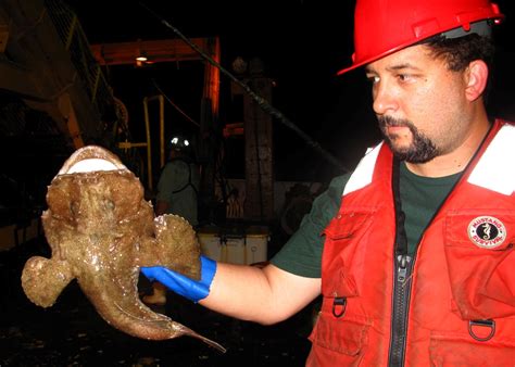 Monkfish Noaa Teacher At Sea Blog