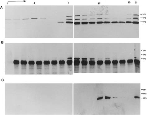 Sucrose Gradient Analysis Of Repcap Complexes Nuclear Extracts From Download Scientific