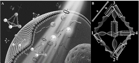 Method For Double Signal In Situ Detection Of Intracellular Microrna Based On Gold Upconversion