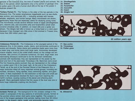 Fossils Through Time Paleontology Educational Science Chart Geological Time Scale Geologic