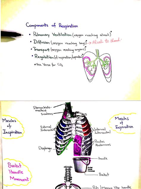 Respiration Physiology Pdf