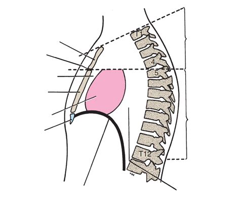 Mediastinum Diagram Quizlet