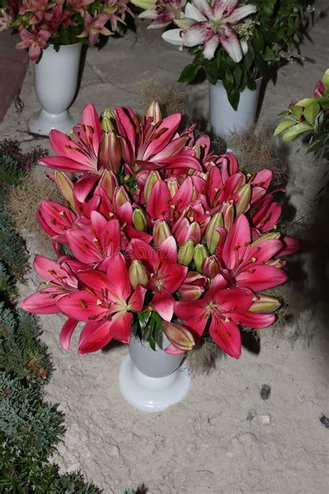 Nice Colorful Lily Blossom Stock Image Image Of Leaf